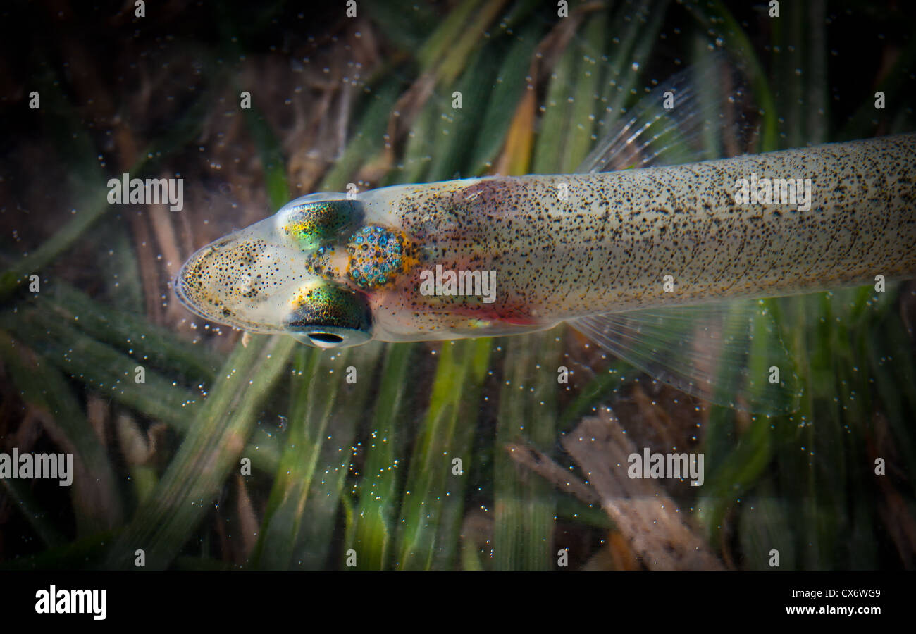 New Zealand Smelt (Retropinna retropinna), also known locally as ...