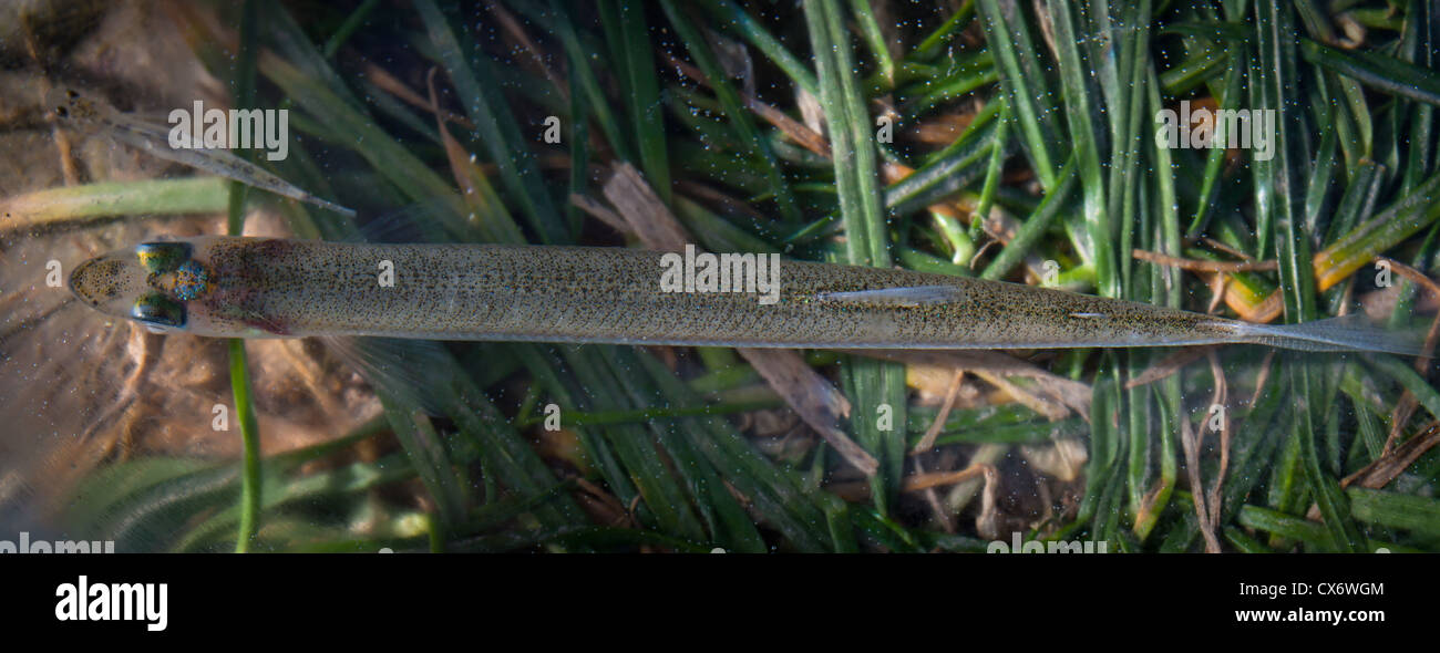 New Zealand Smelt (Retropinna retropinna), also known locally as ...