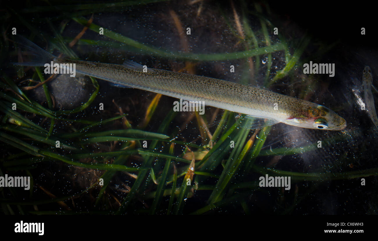 New Zealand Smelt (Retropinna retropinna), also known locally as ...