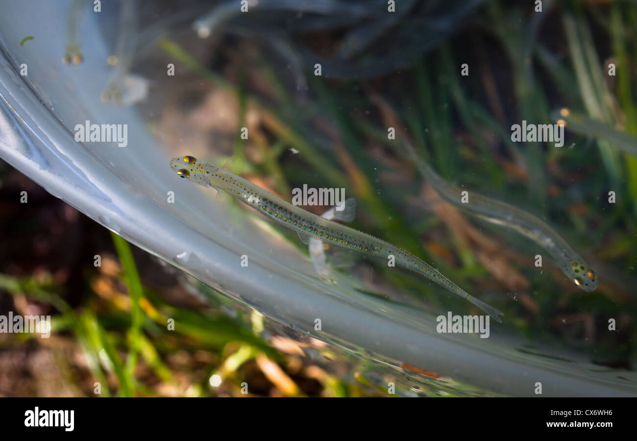 Whitebait new zealand hi-res stock photography and images - Alamy