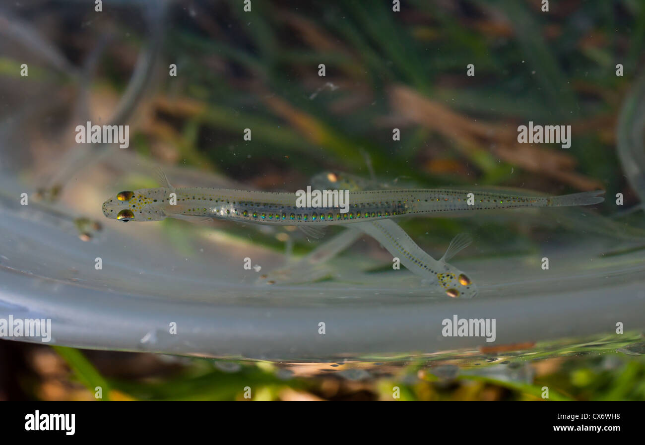 White bait fish new zealand hi-res stock photography and images - Alamy