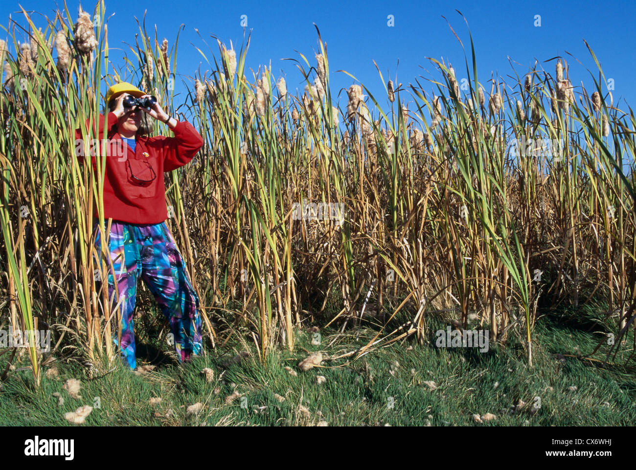 Birdwatcher bird watching for Birds in Bulrushes, Woman looking through ...