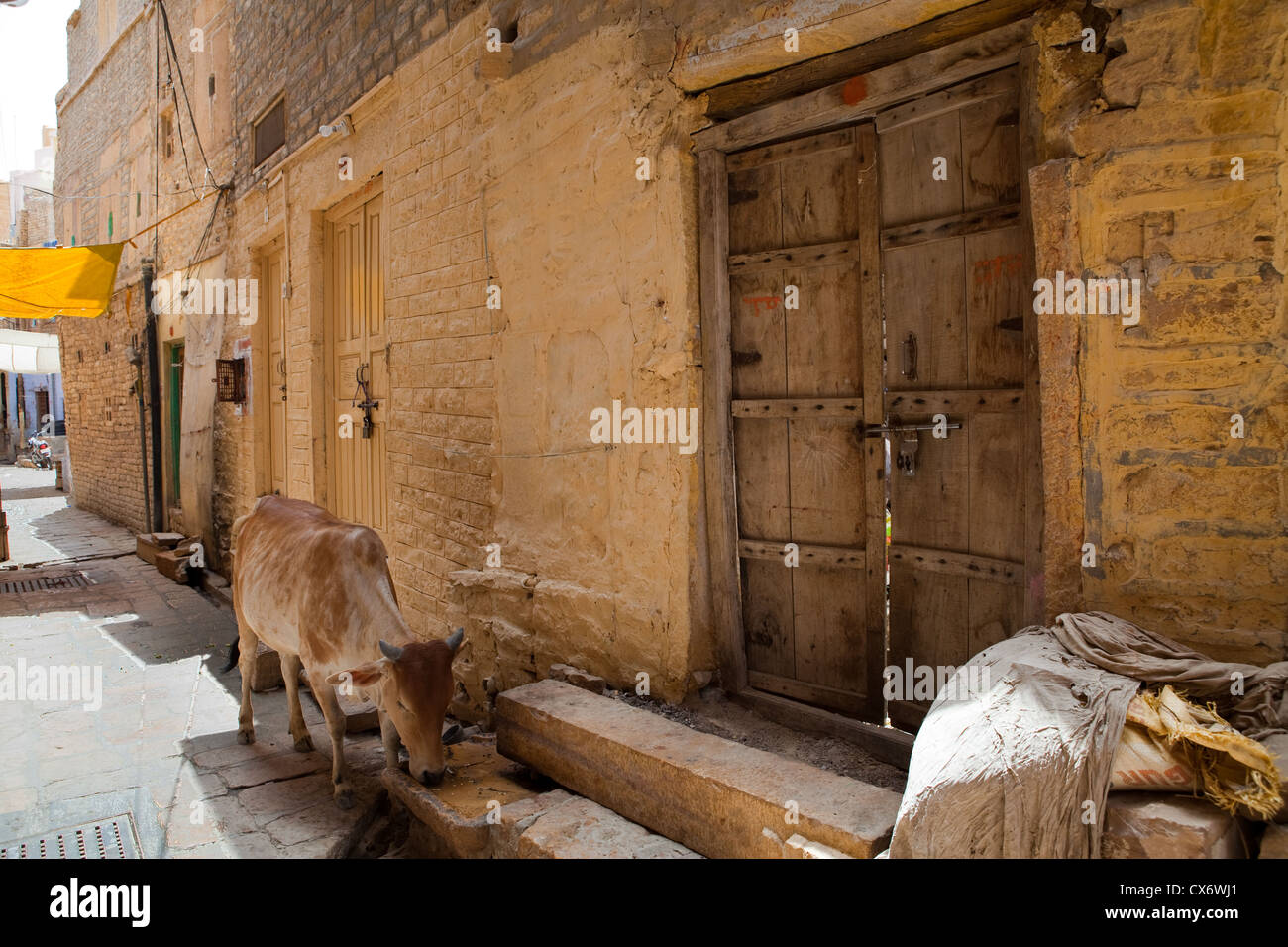 Cows outside a house in Jaisalmer Fort Stock Photo - Alamy