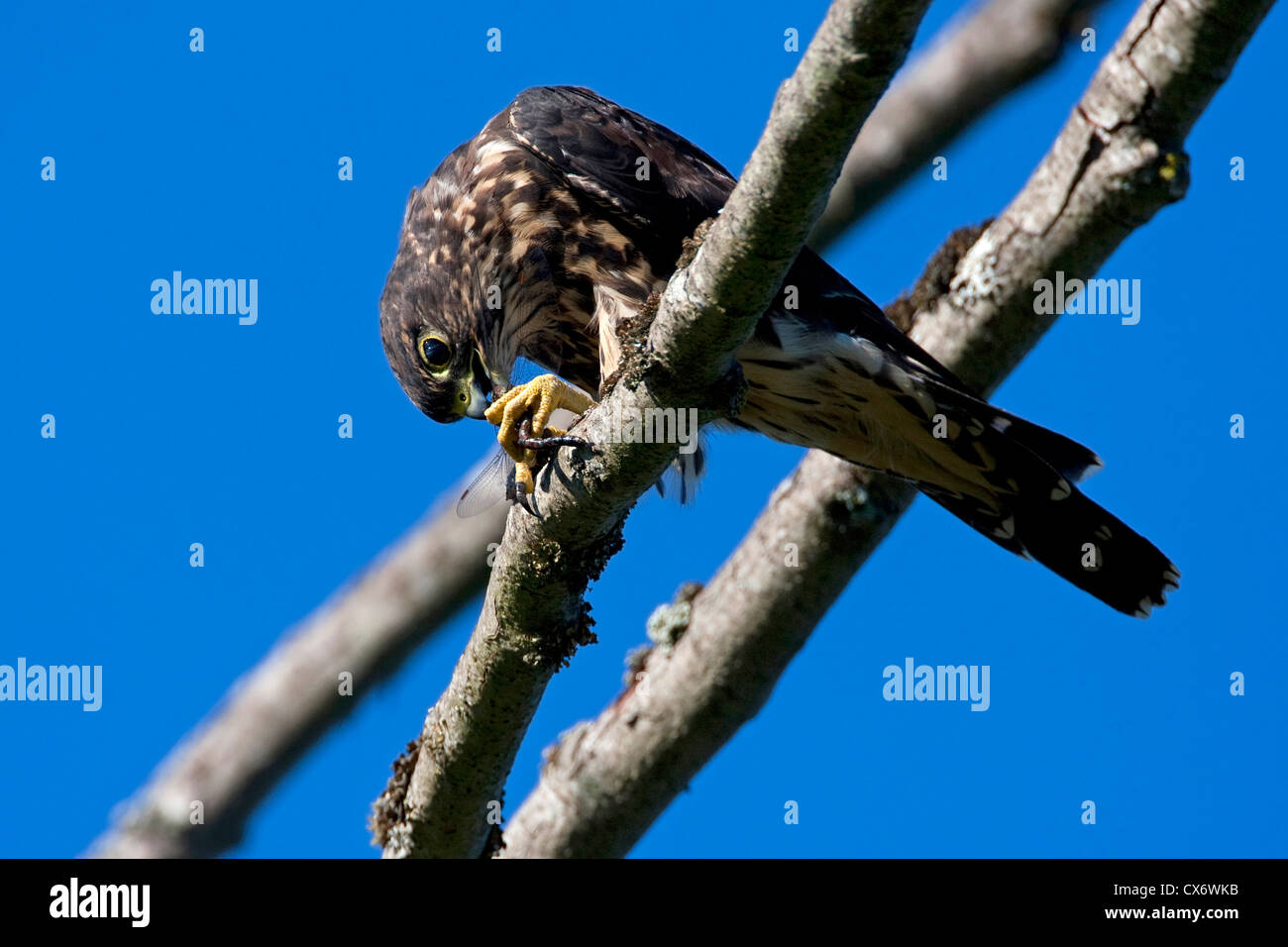 Merlin (Falco columbarius) eating a dragonfly on a branch at Buttertubs ...
