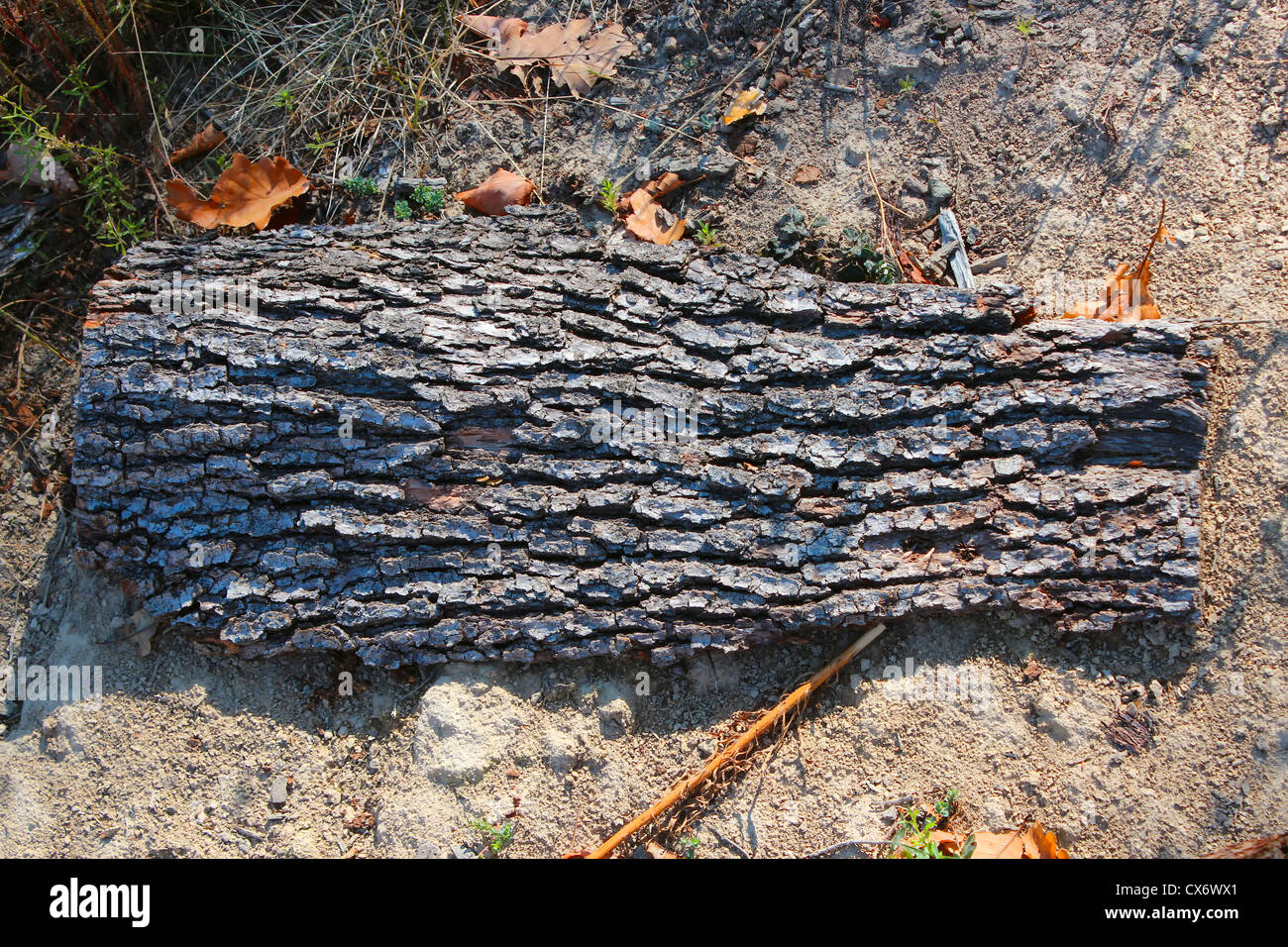 old, cut, tree, forest, woods, green, grass, leaf, stick Stock Photo ...