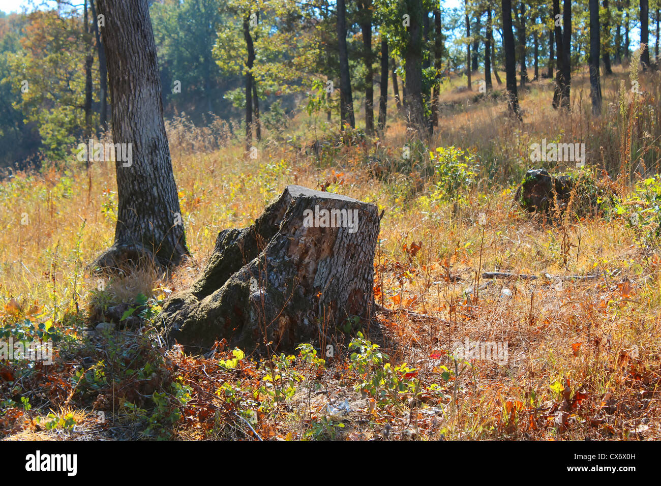 old, cut, tree, forest, woods, green, grass, leaf, stick Stock Photo ...
