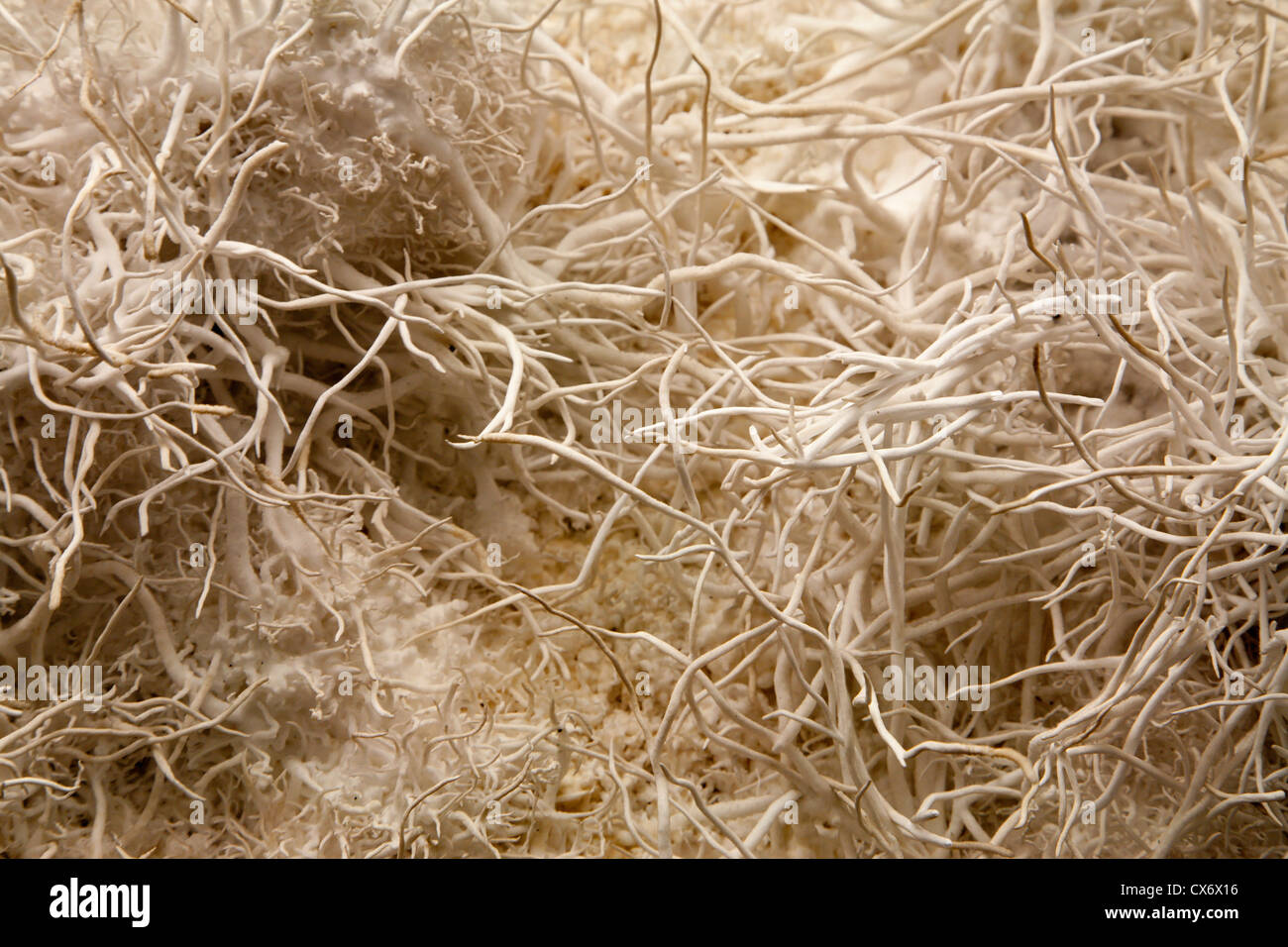 detail of aragonit structure Stock Photo - Alamy