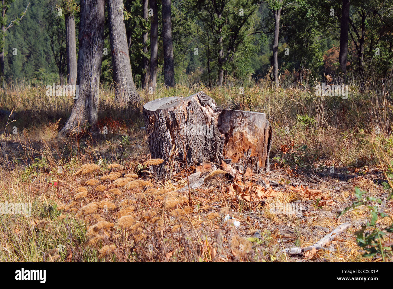 old, cut, tree, forest, woods, green, grass, leaf, stick Stock Photo ...
