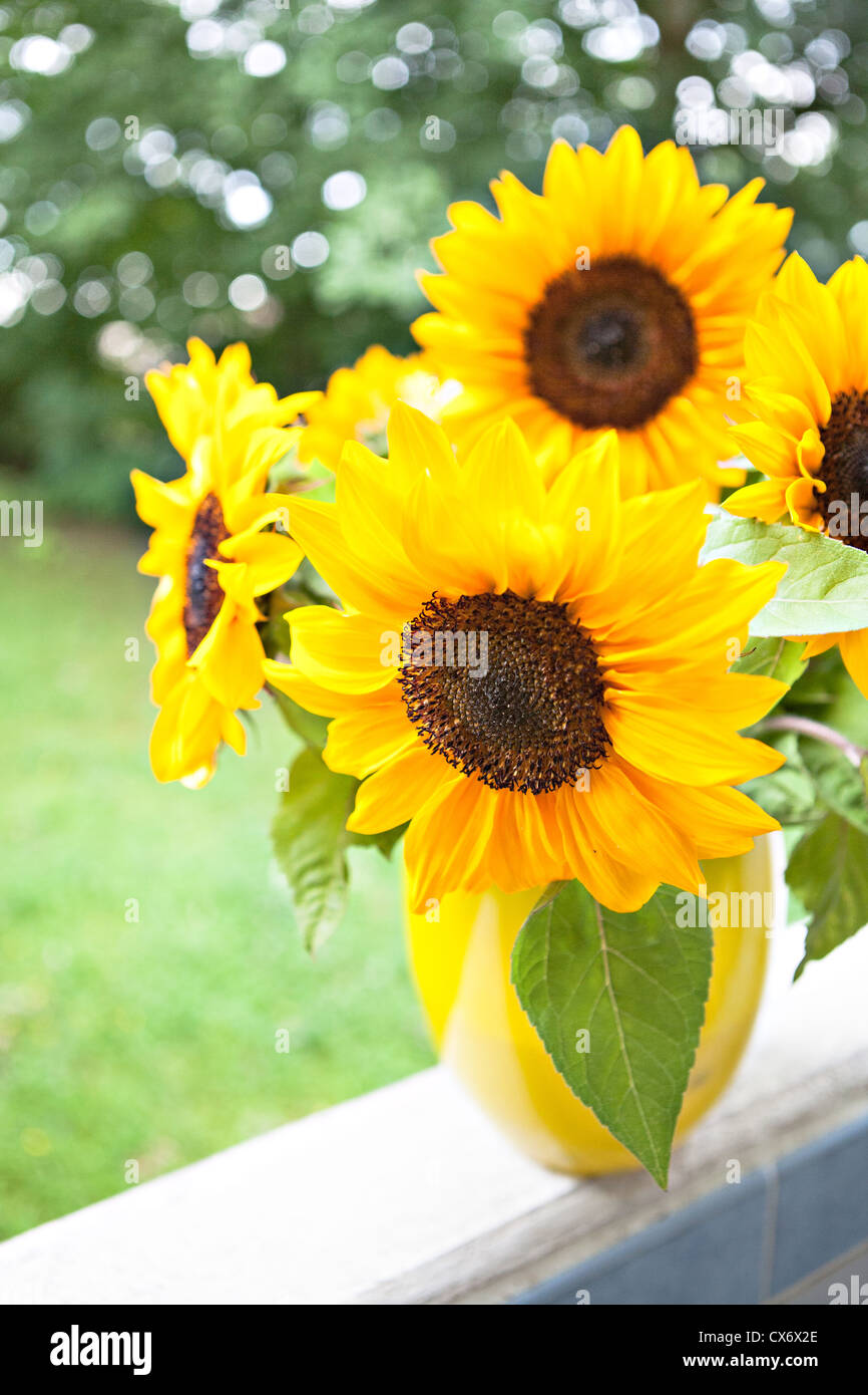 bunch of sunflowers in front of window Stock Photo - Alamy