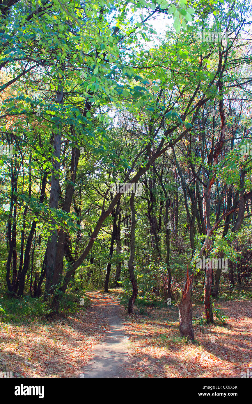 tree, forest, woods, green, grass, leaf, stick, path Stock Photo - Alamy
