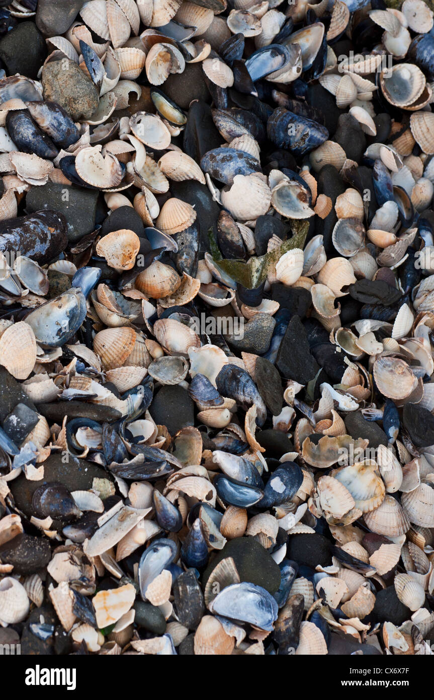 Pebbles shells on beach hi-res stock photography and images - Alamy