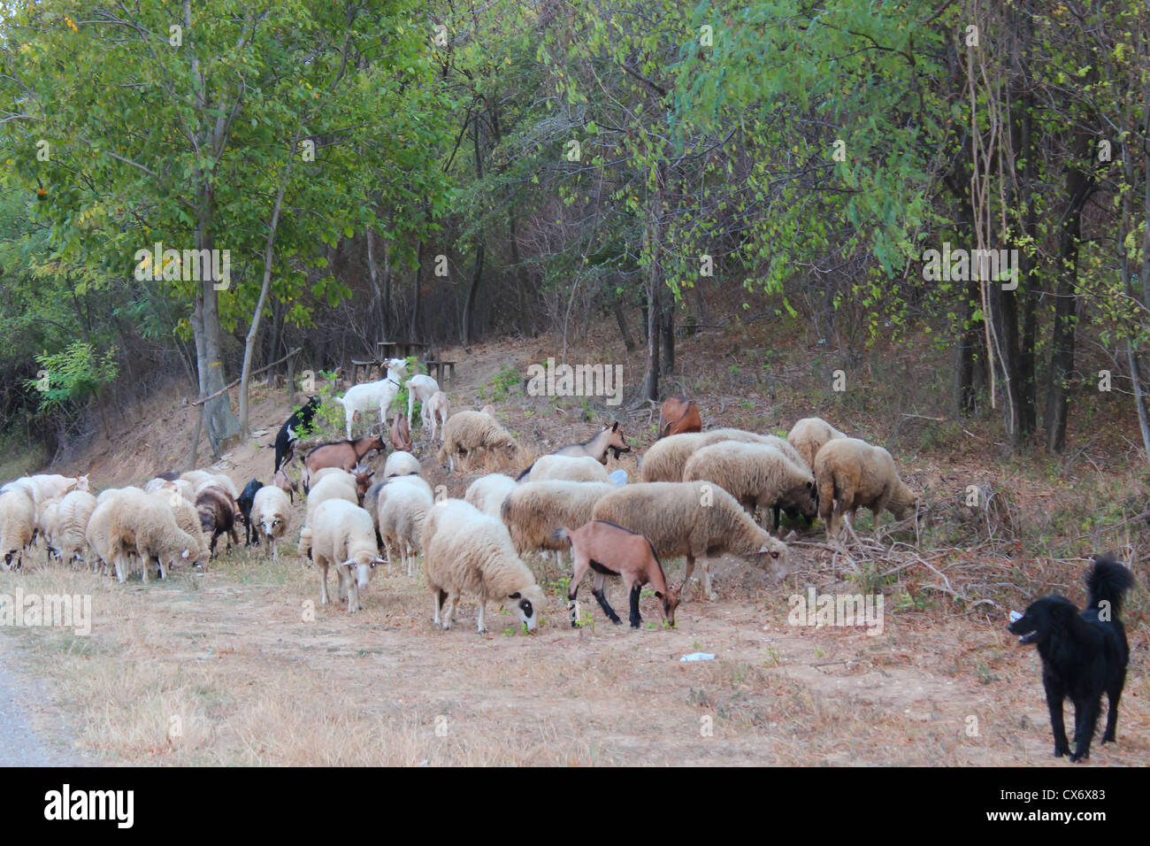 goat, sheep, lamb, dog, forest, green, grass, leaf, stick, herd Stock ...