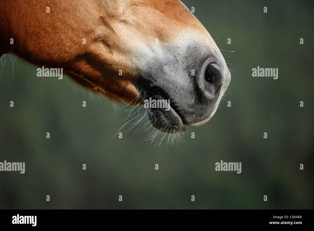 Haflinger Horse Mouth High Resolution Stock Photography and Images - Alamy