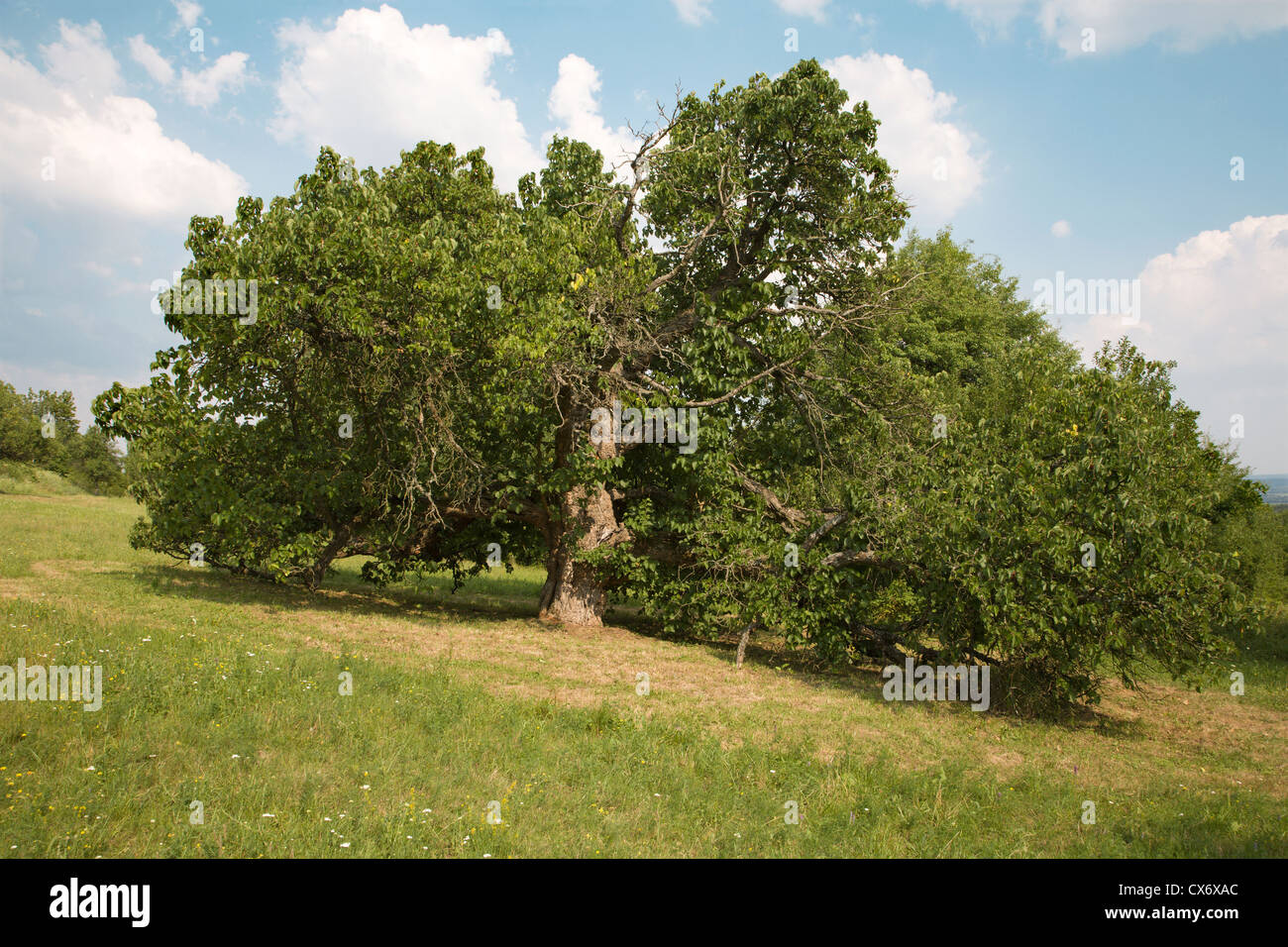Mulberry tree hi-res stock photography and images - Alamy