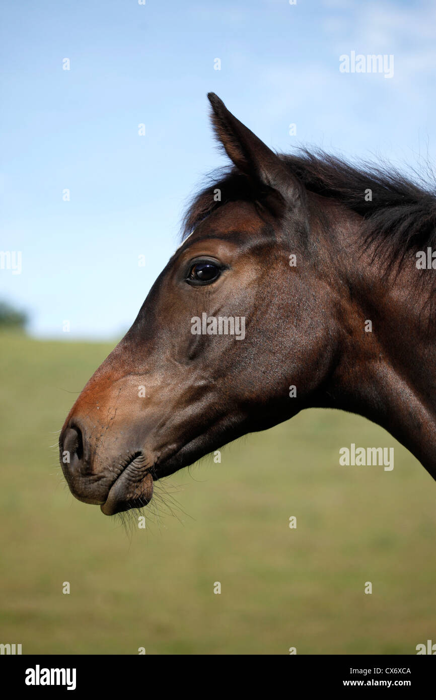 Profile view of horses head hi-res stock photography and images - Alamy