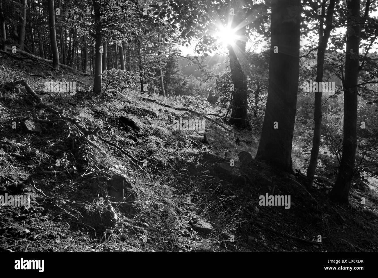 backlight in wood Stock Photo - Alamy