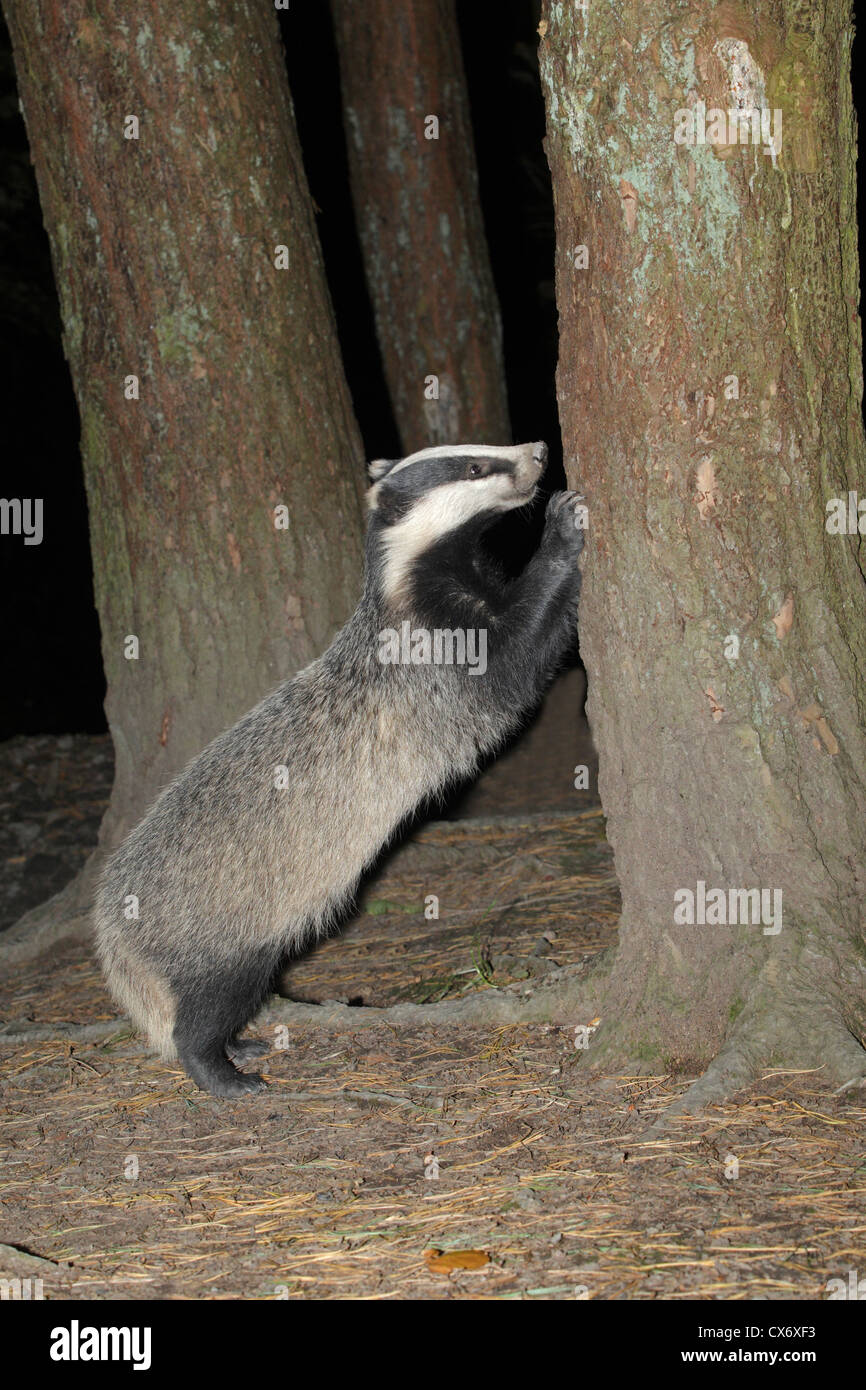 Eurasian Badger looking for food on a tree Stock Photo - Alamy