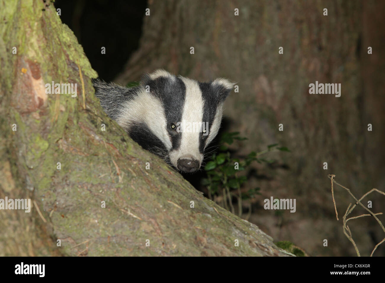 Eurasian badger looking round a tree stump Stock Photo - Alamy
