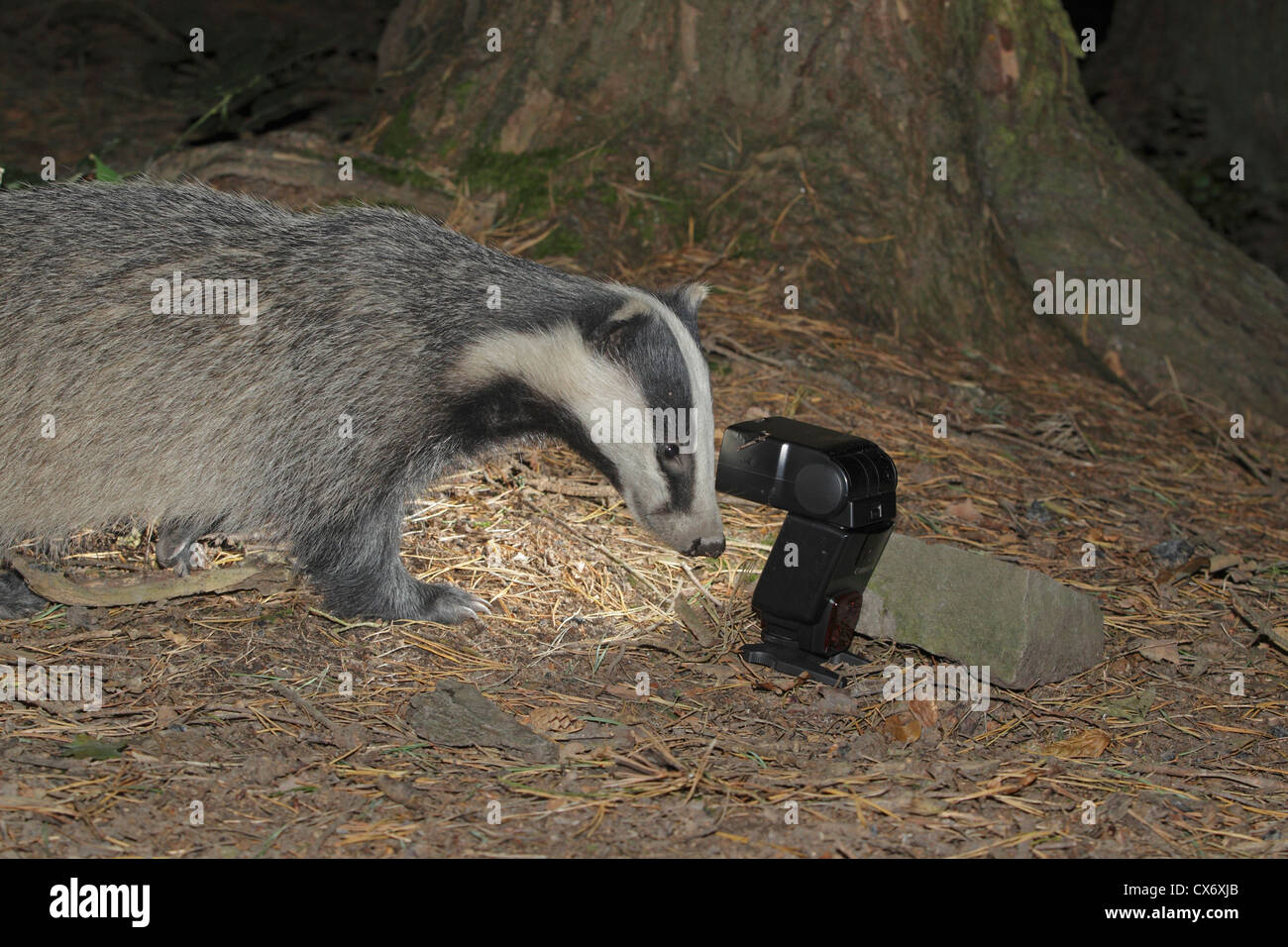 Funny funny badger hi-res stock photography and images - Alamy