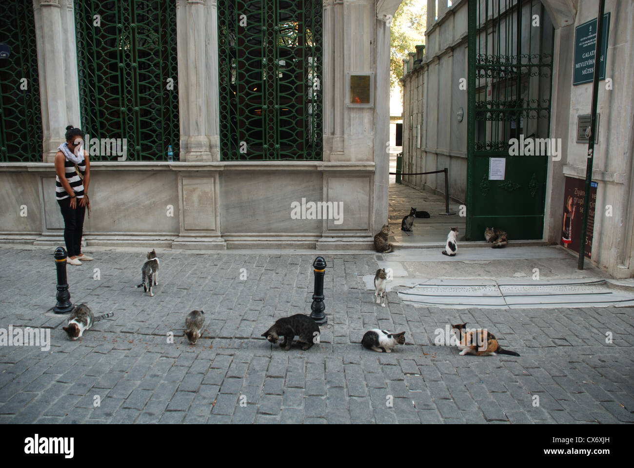 Cats in Istanbul - the city of a million cats! Picture by: Adam ...
