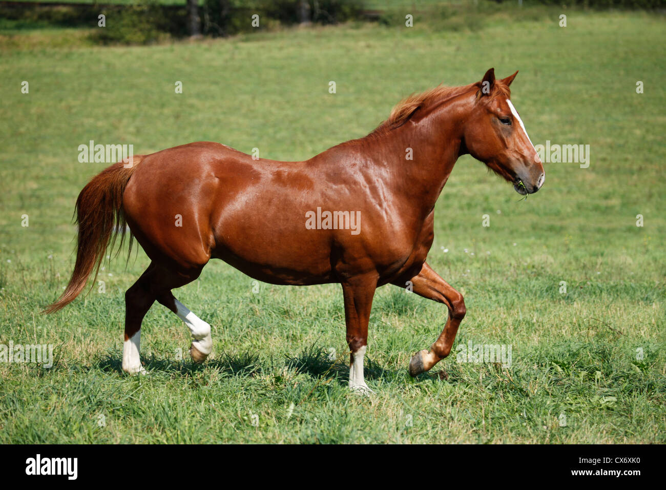 Horse ponies pony trot trotting hi-res stock photography and images - Alamy