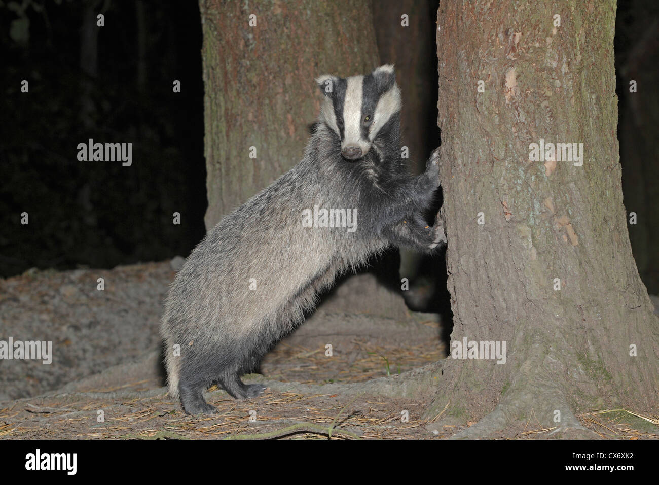 Eurasian badger tree hi-res stock photography and images - Alamy