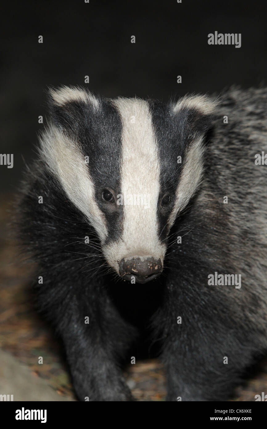 Badger Close Up High Resolution Stock Photography and Images - Alamy