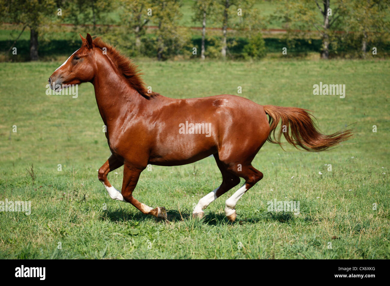 Galloping horse side hi-res stock photography and images - Alamy