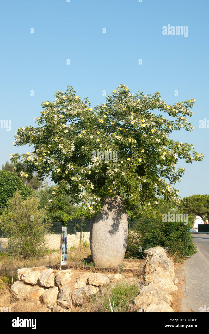 White floss tree High Resolution Stock Photography and Images - Alamy