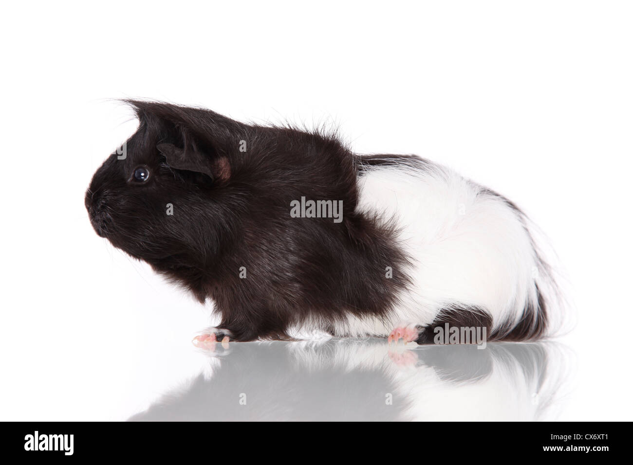 Guinea pig side view profile hi-res stock photography and images - Alamy