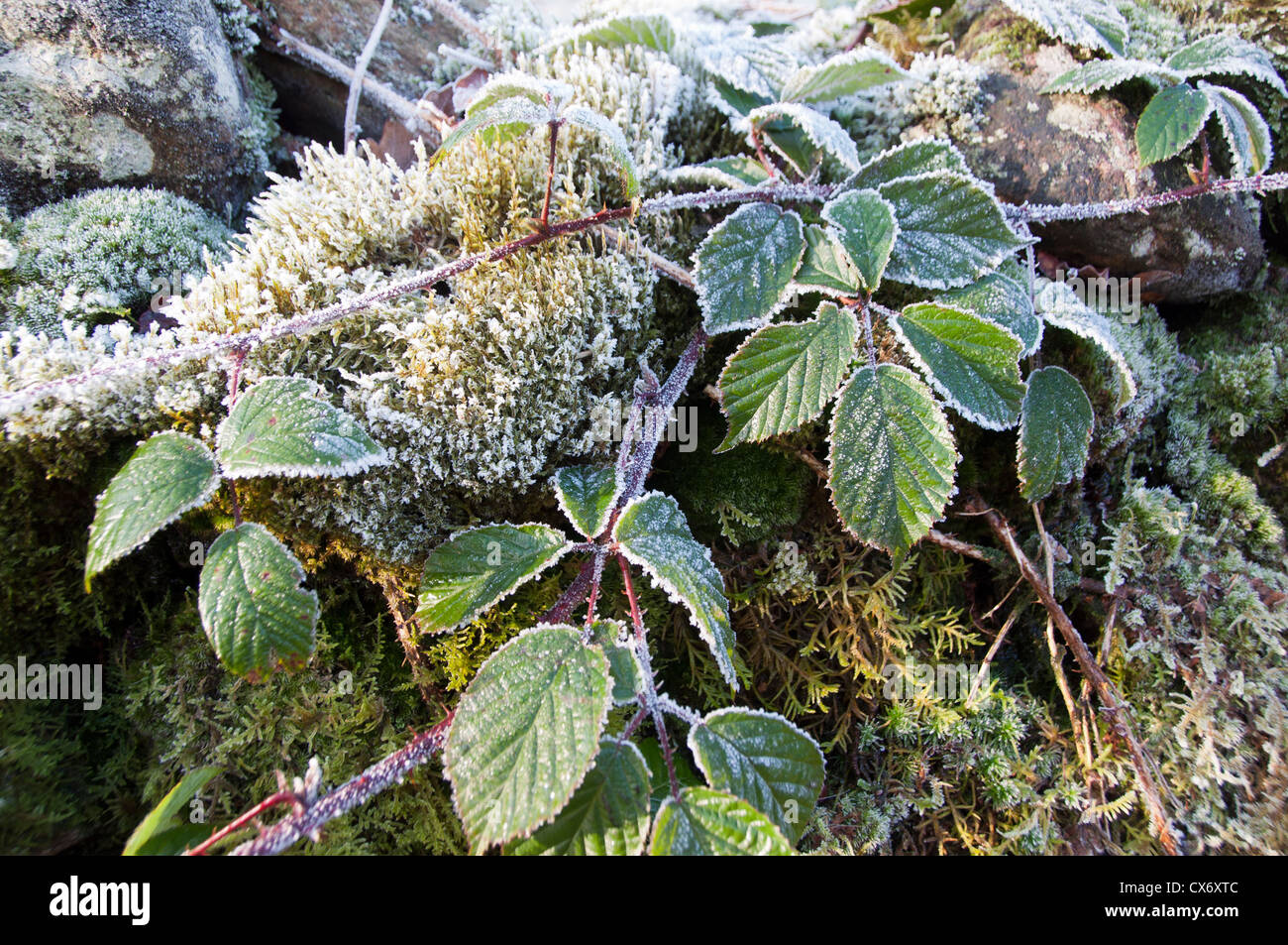 Bramble Stock Photos & Bramble Stock Images - Alamy
