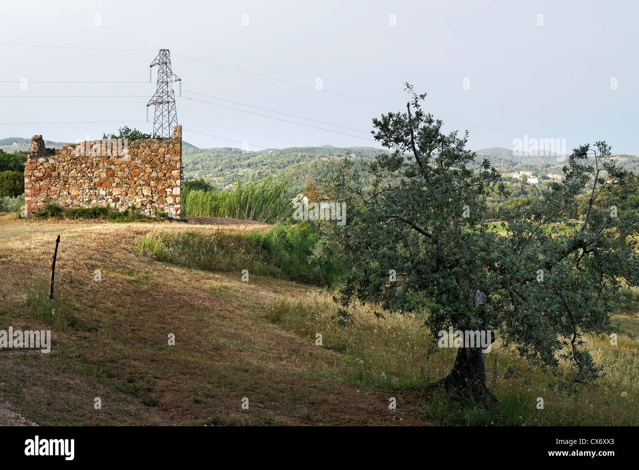 Tuscan Ruin, Olive tree, and power lines, Riparbella Tuscany Italy ...