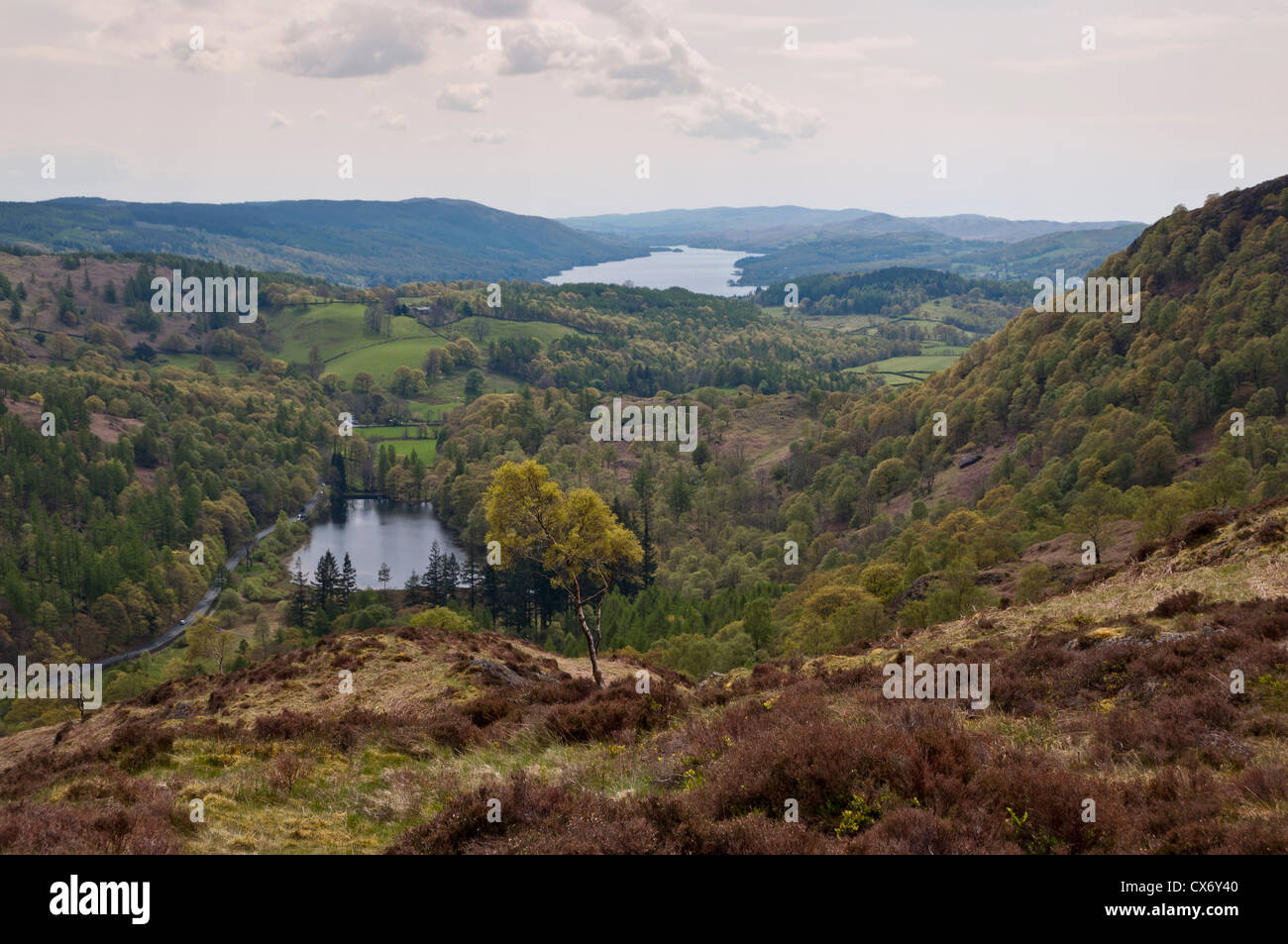 Yew tree tarn lake district hi-res stock photography and images - Alamy
