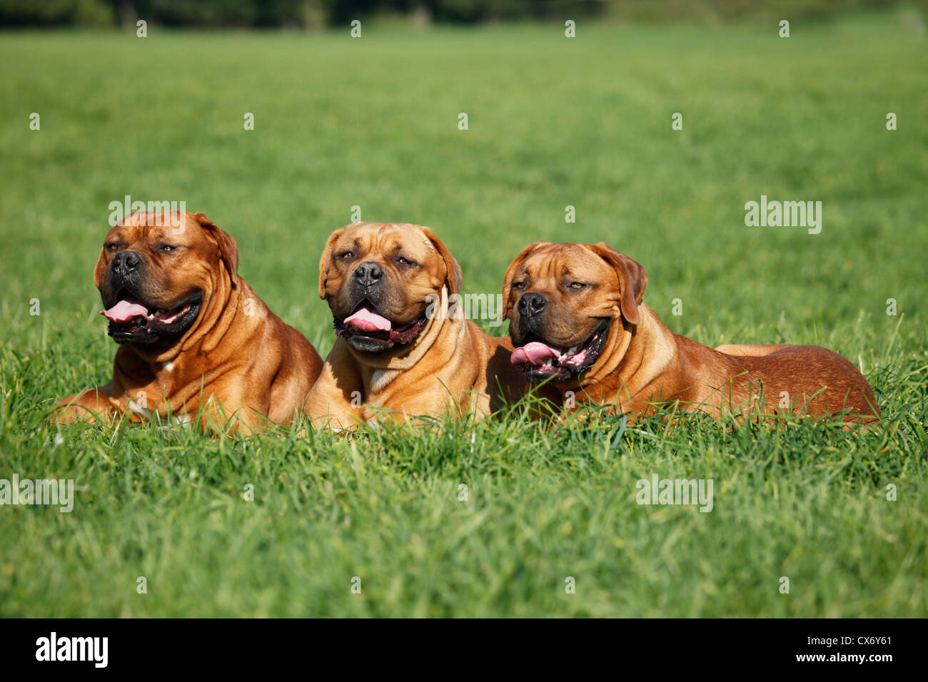 lying dogue de bordeaux Stock Photo - Alamy