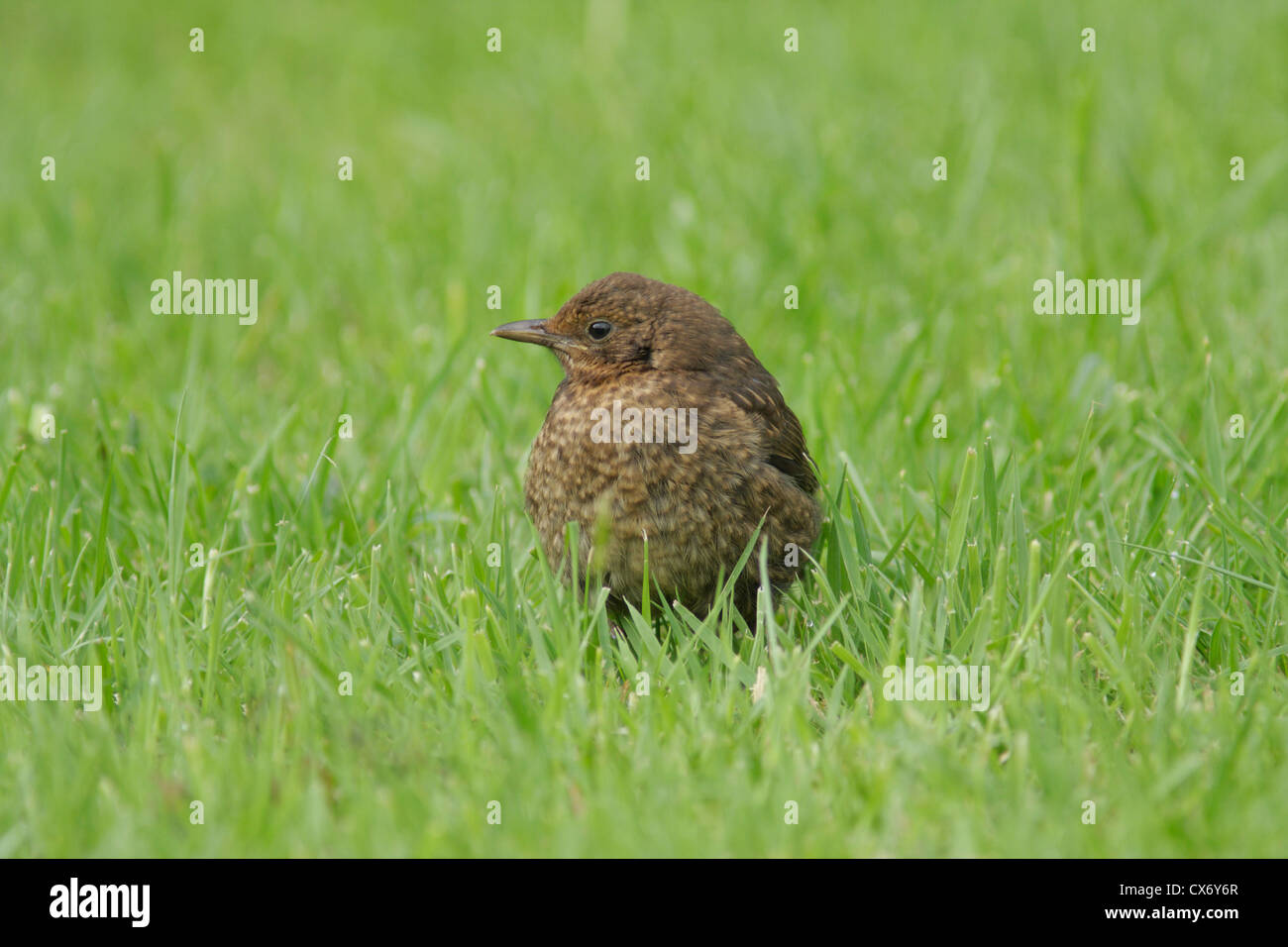 Blackbird chick (Turdus merula) on lawn, summer, North Yorkshire ...