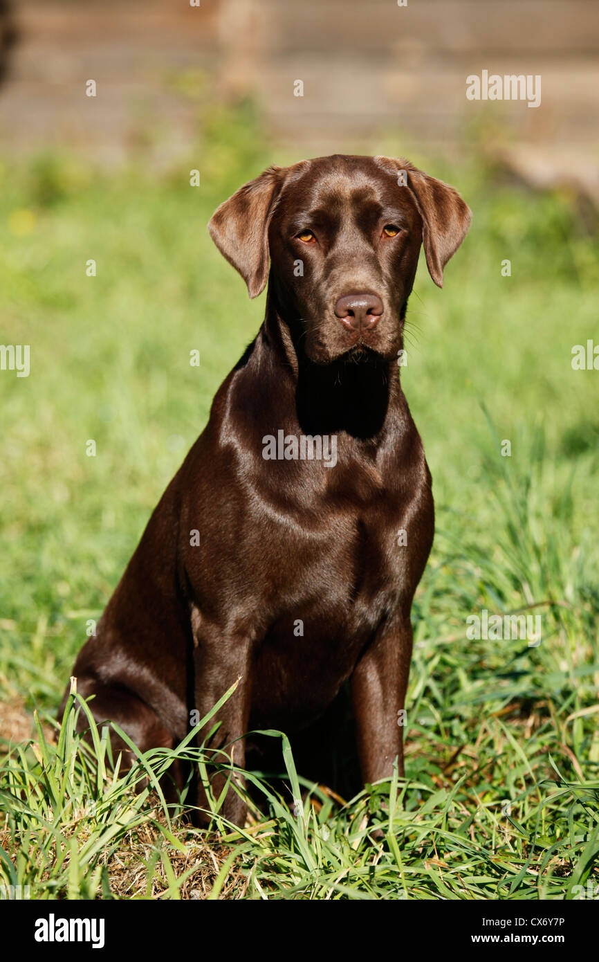 young Labrador Retriever Stock Photo - Alamy