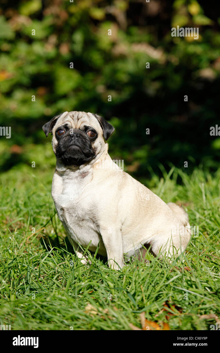 1 dogs sitting hi-res stock photography and images - Alamy
