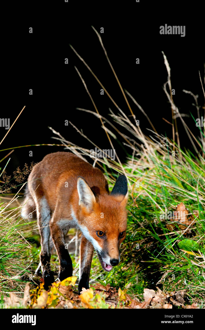 Fox at night Stock Photo - Alamy