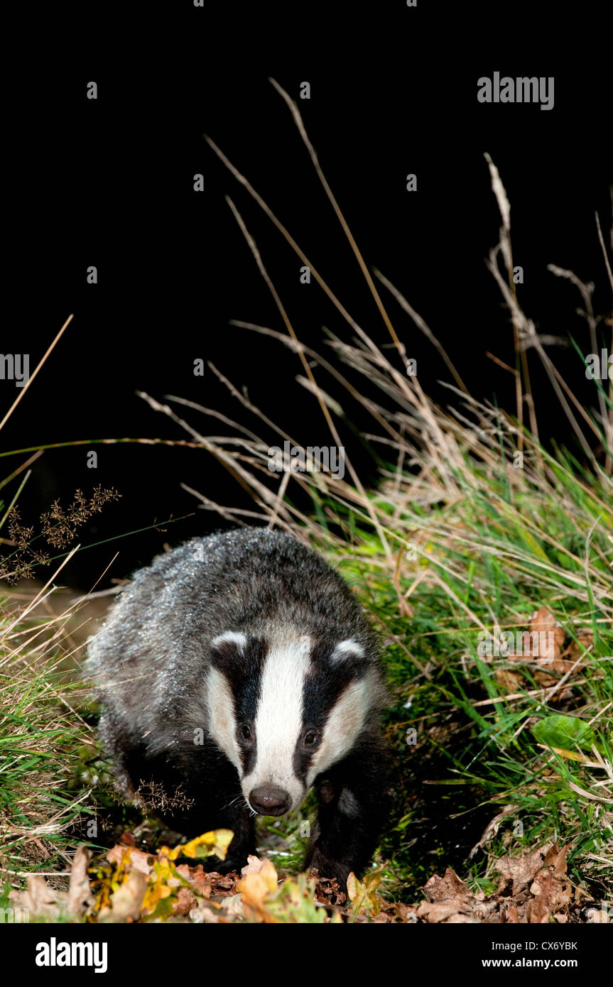 Badger night hi-res stock photography and images - Alamy