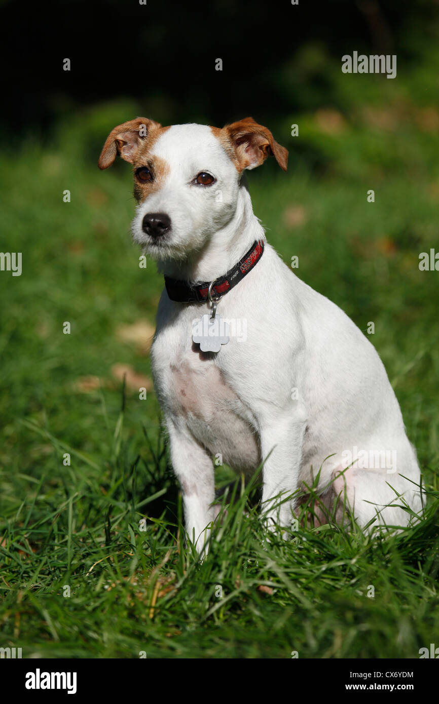 sitting Jack Russell Terrier Stock Photo - Alamy