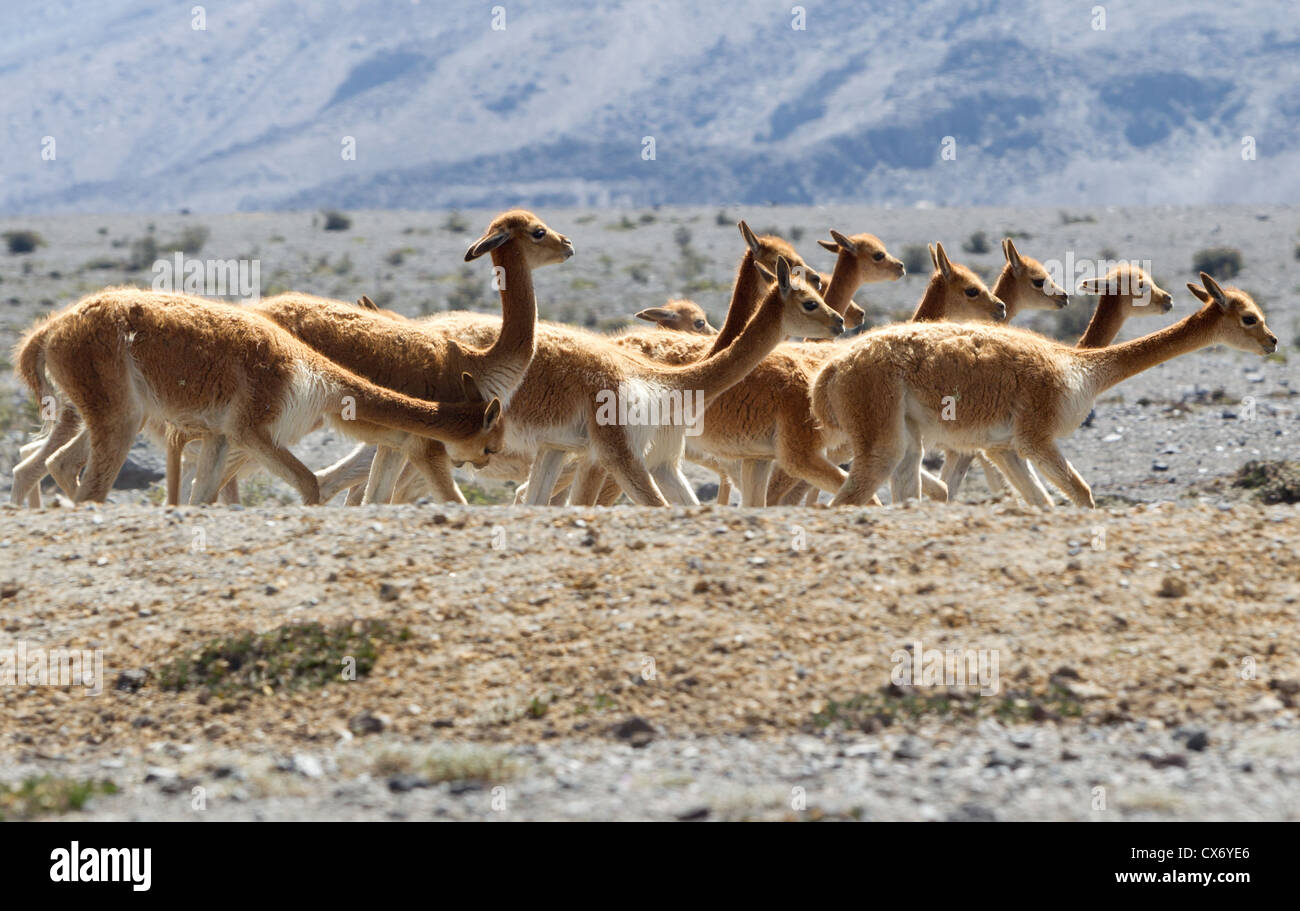 Heard Of Vicugna Or Vicuna A Camelid Specie Specific To The Andes ...