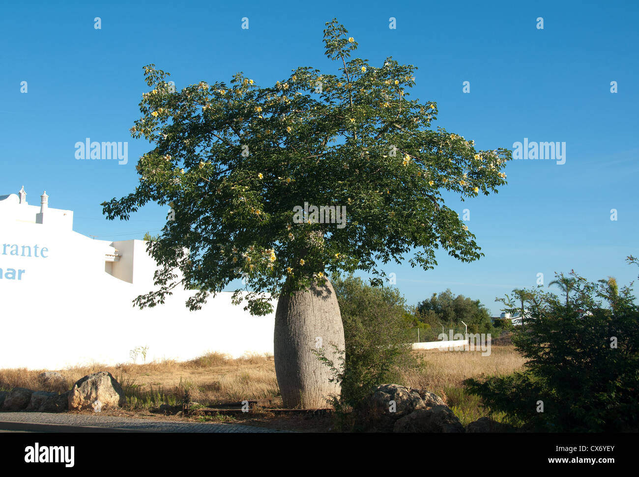A White Floss Silk tree (Chorisia insignis), also known as a Kapok or ...