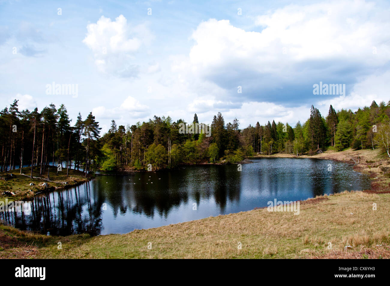 Tarn Hows view Lake District England Stock Photo - Alamy