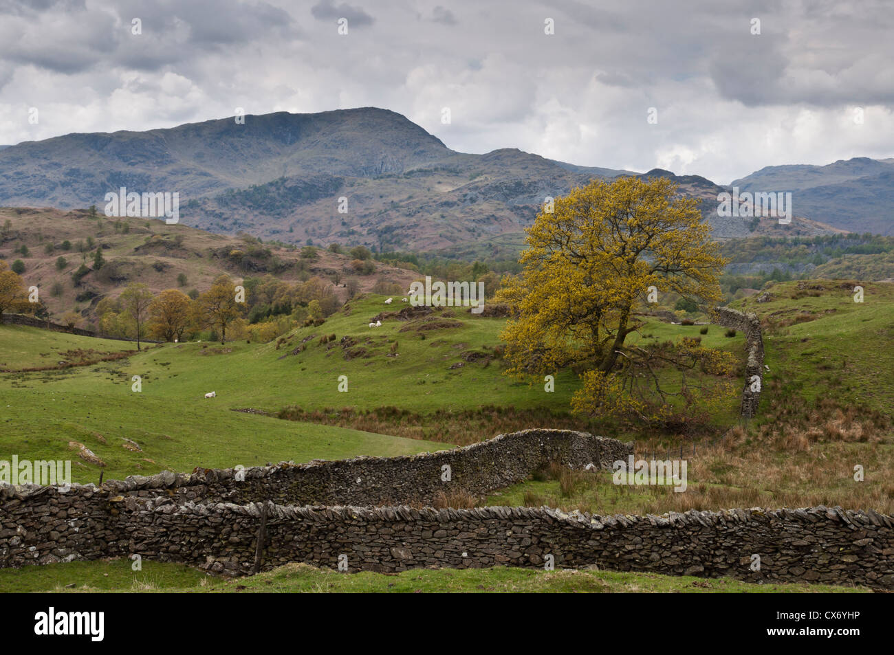 Low arnside tarn hows hi-res stock photography and images - Alamy