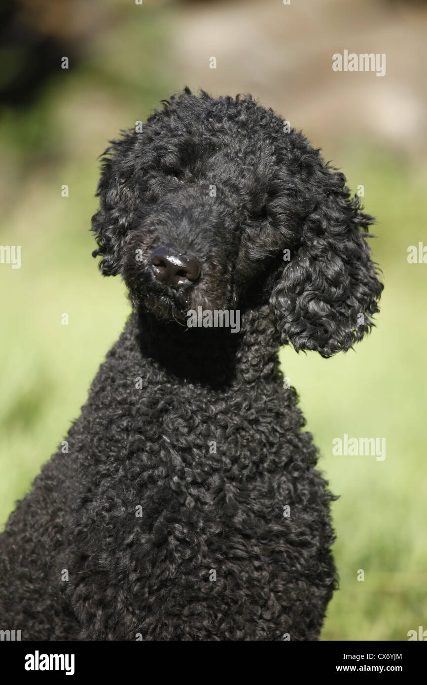standard poodle portrait Stock Photo - Alamy