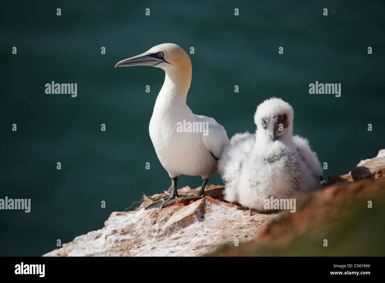 Juvenile gannets hi-res stock photography and images - Alamy