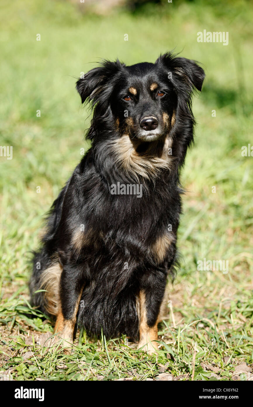Mongrel dogs hi-res stock photography and images - Alamy