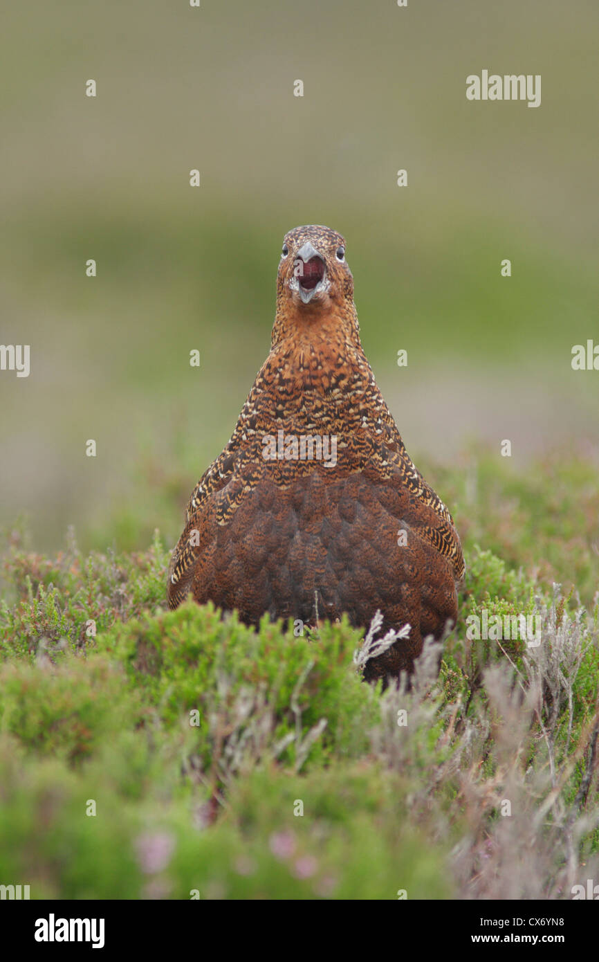 Open heather moorland bird hi-res stock photography and images - Alamy