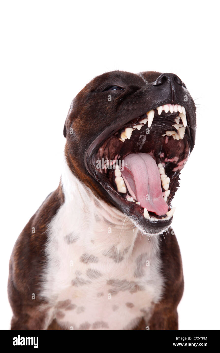 Staffordshire bull terrier teeth hi-res stock photography and images ...