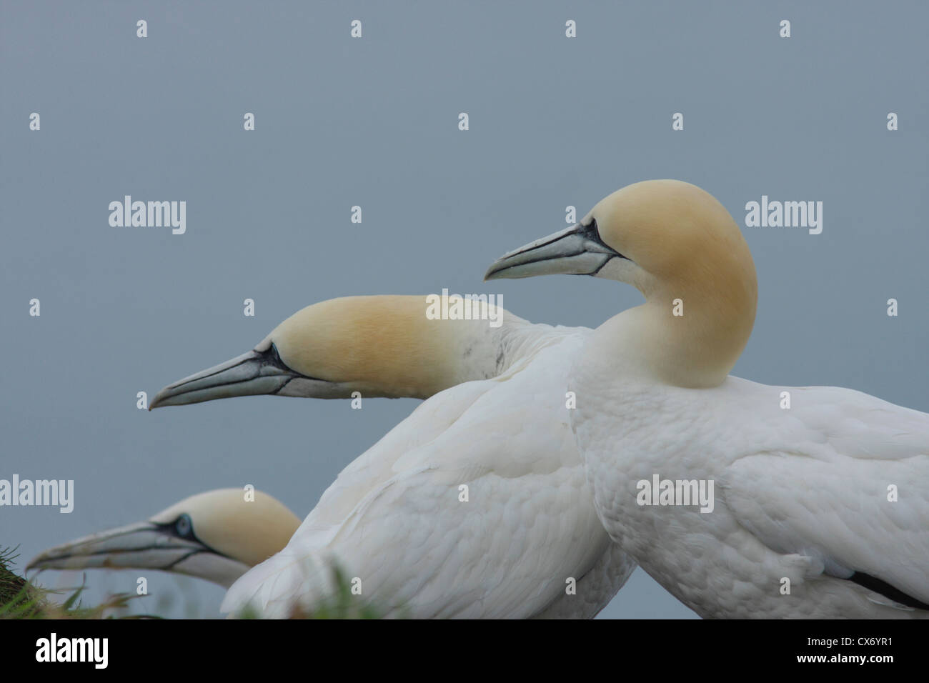 Gannets (Morus bassabus) on cliff top, Bempton Cliffs, East Yorkshire ...